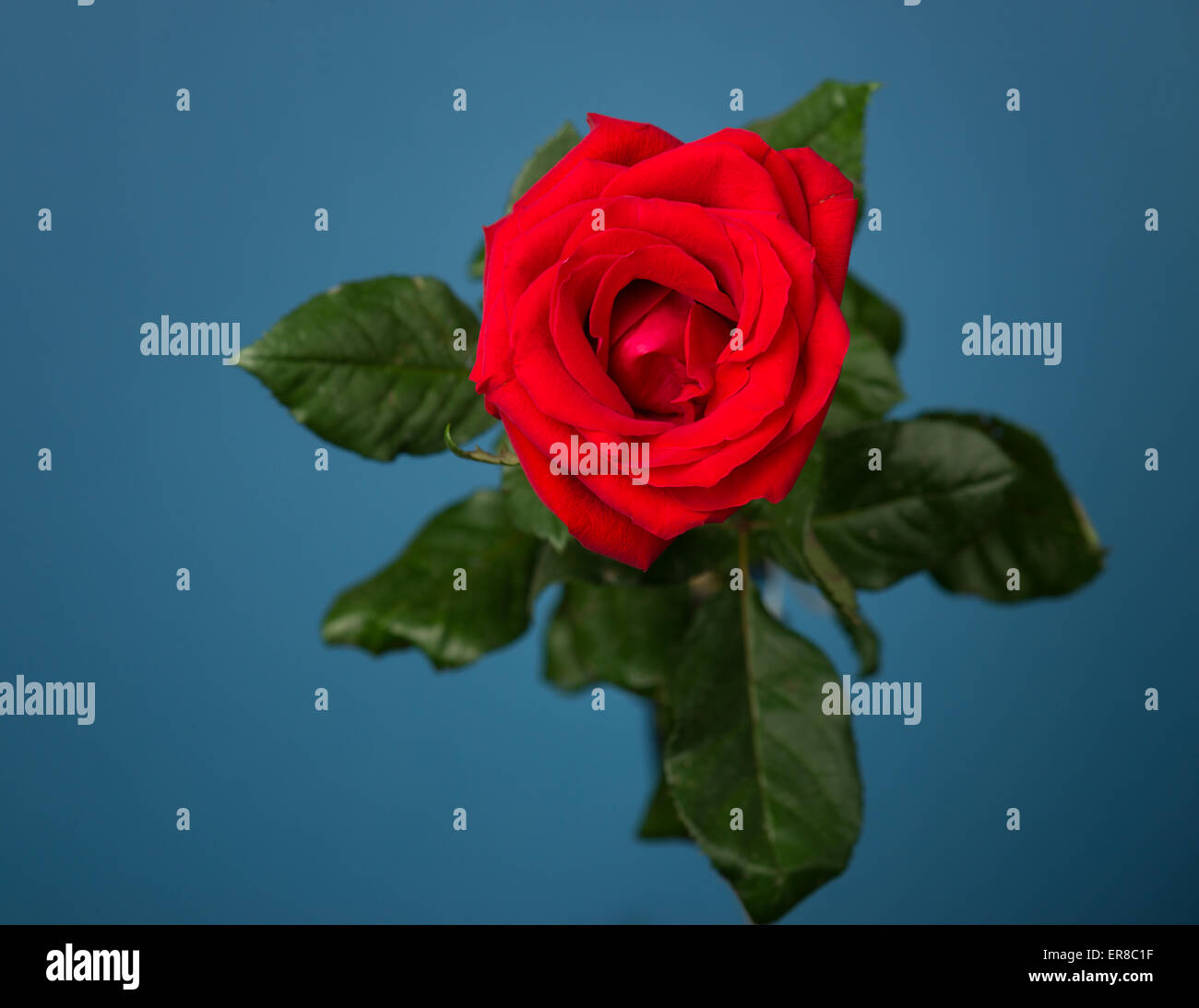 one red rose on blue background Stock Photo - Alamy