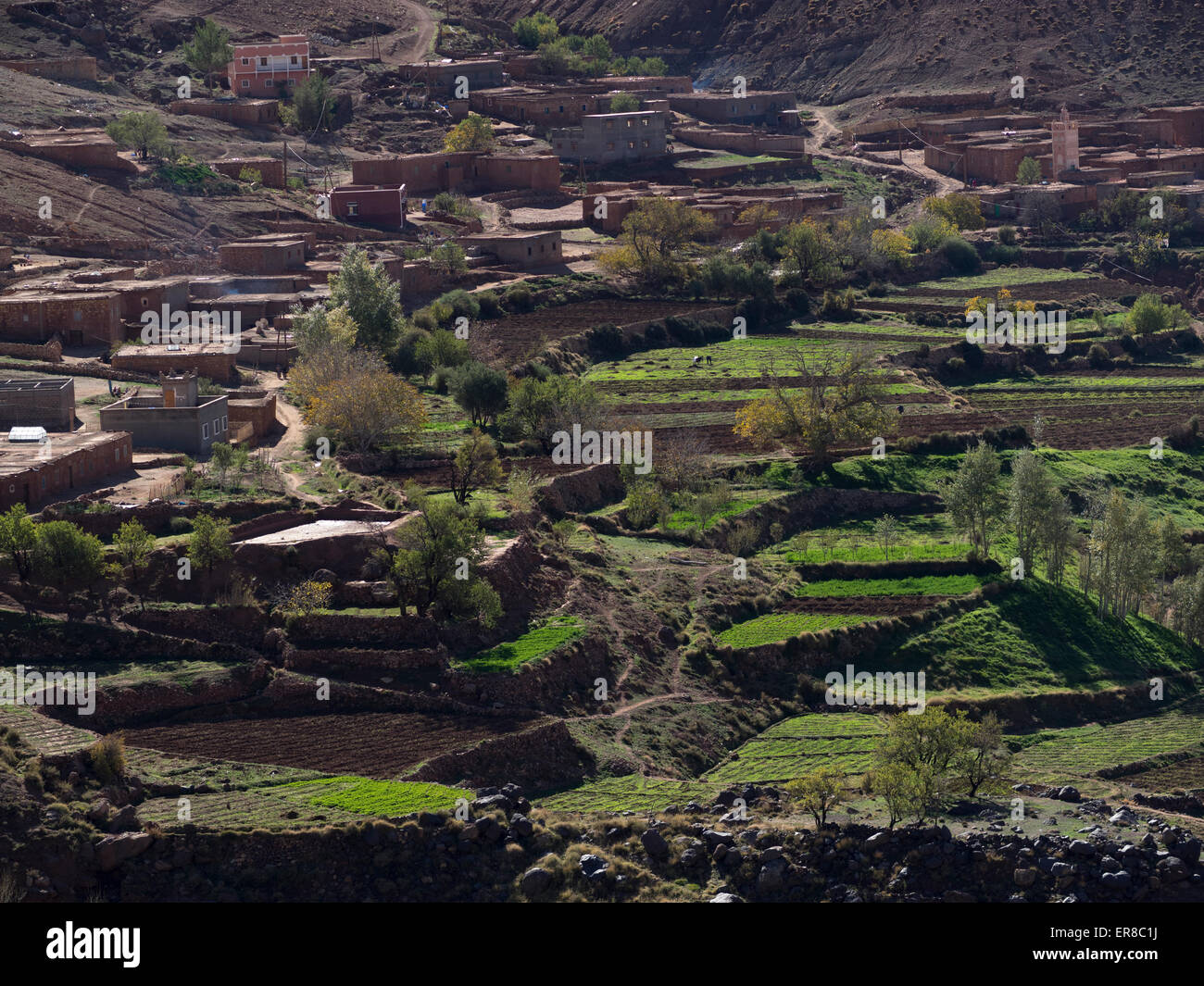 Terraced field in Morocco Stock Photo - Alamy