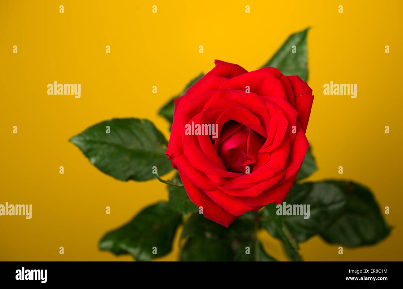 one red rose on yellow background Stock Photo - Alamy