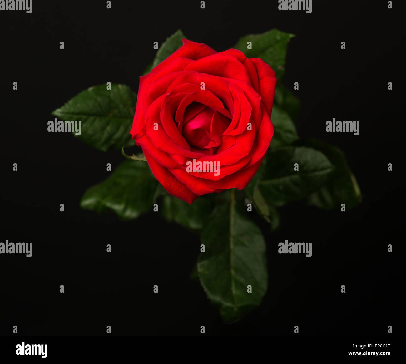 one red rose on black background Stock Photo - Alamy