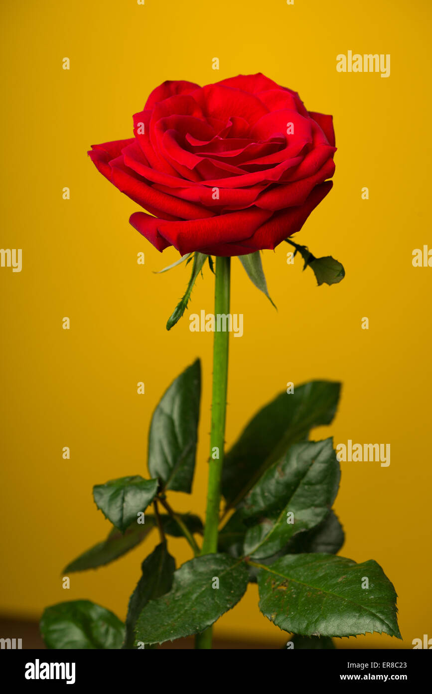 one red rose on yellow background Stock Photo - Alamy