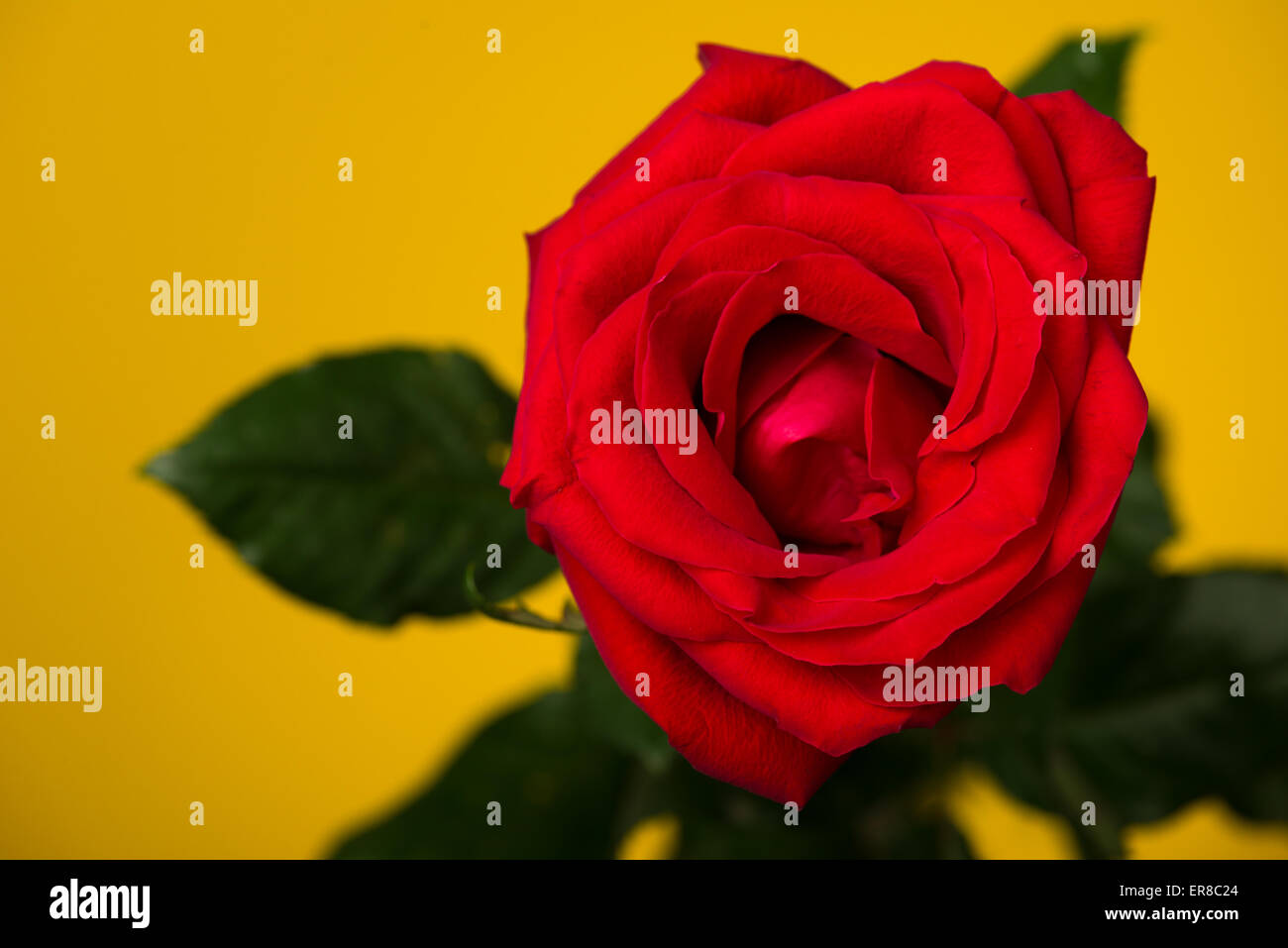 one red rose on yellow background Stock Photo - Alamy
