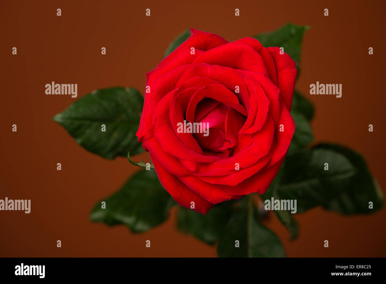 one red rose on brown background Stock Photo - Alamy