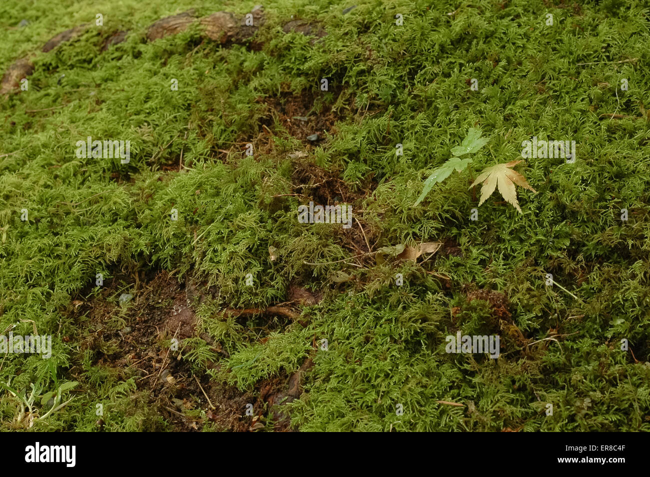 maple leaf on mossy grass Stock Photo - Alamy