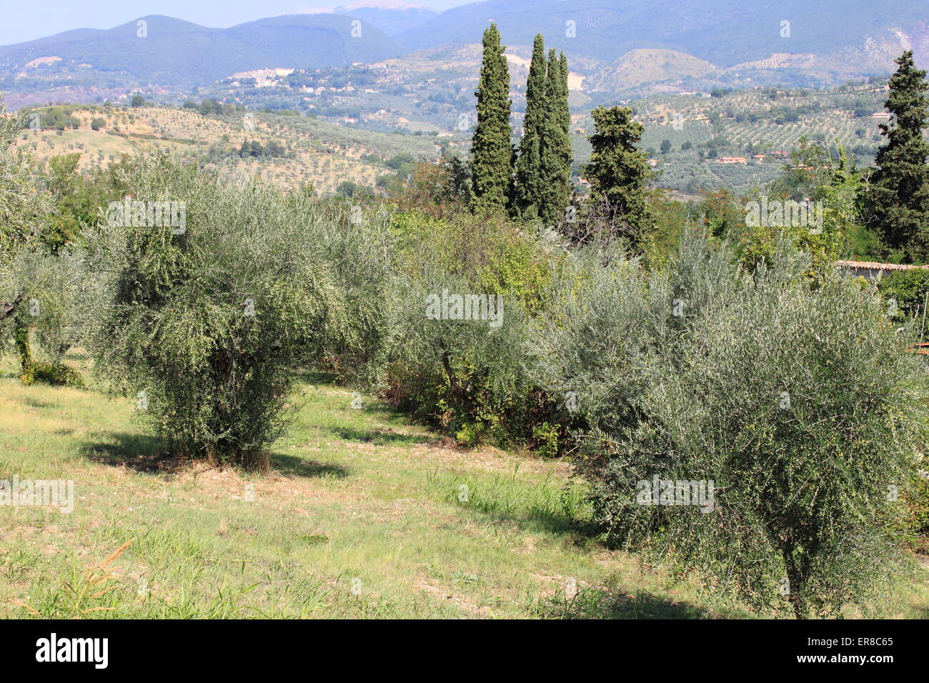 Olive grove tuscany hi-res stock photography and images - Alamy