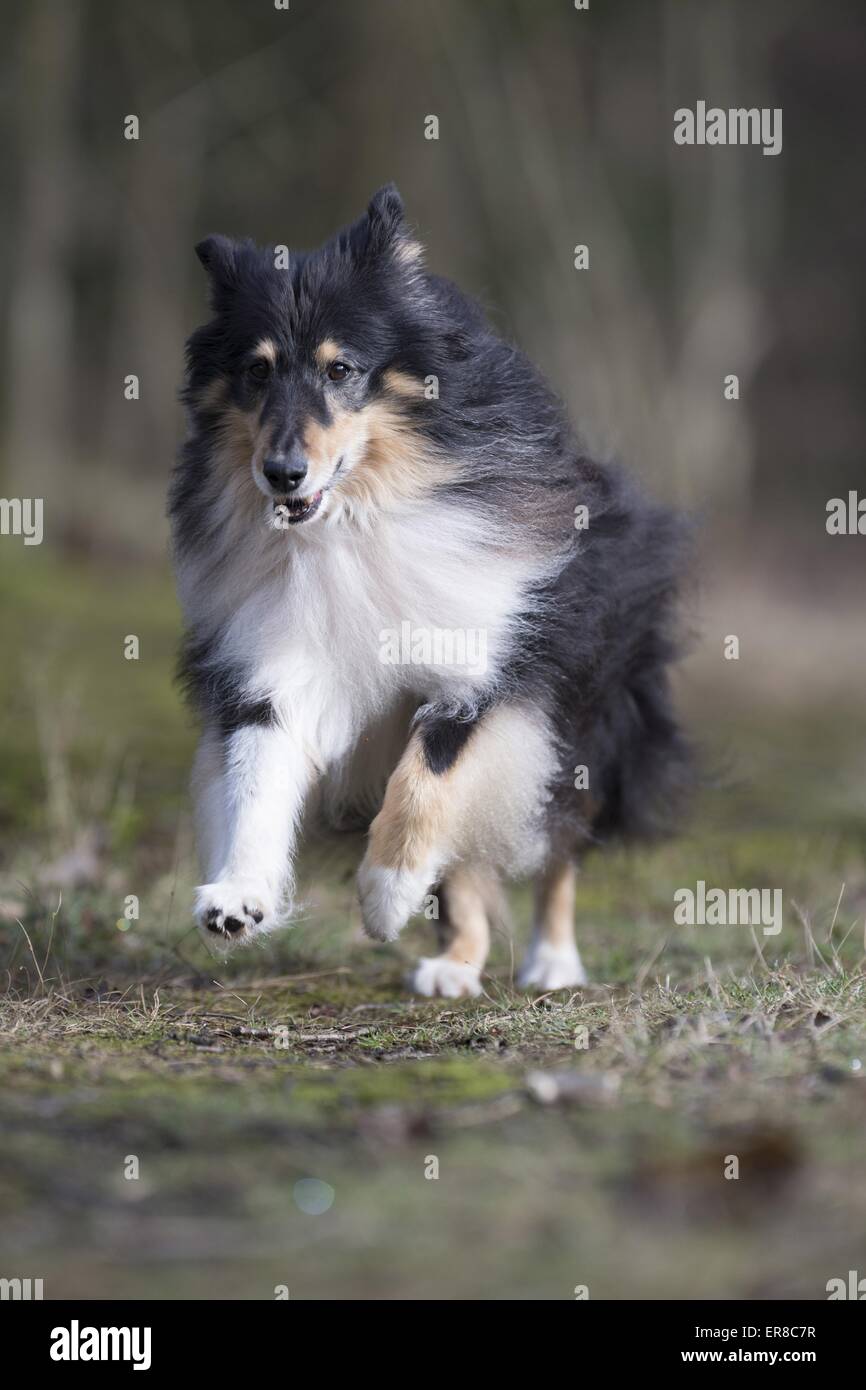 running Shetland Sheepdog Stock Photo - Alamy
