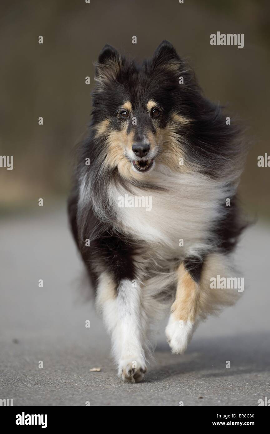 running Shetland Sheepdog Stock Photo - Alamy