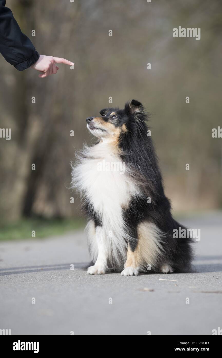sitting Shetland Sheepdog Stock Photo - Alamy