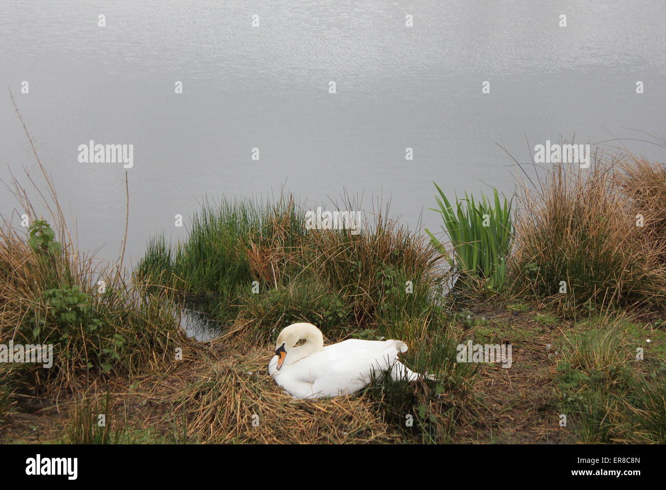 Resting swan swans sleeping hi-res stock photography and images - Alamy