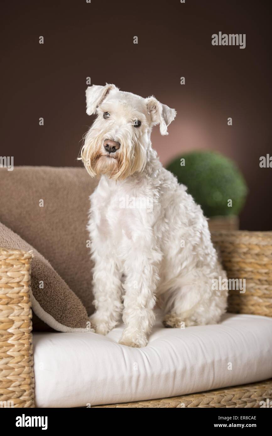 sitting Miniature Schnauzer Stock Photo - Alamy