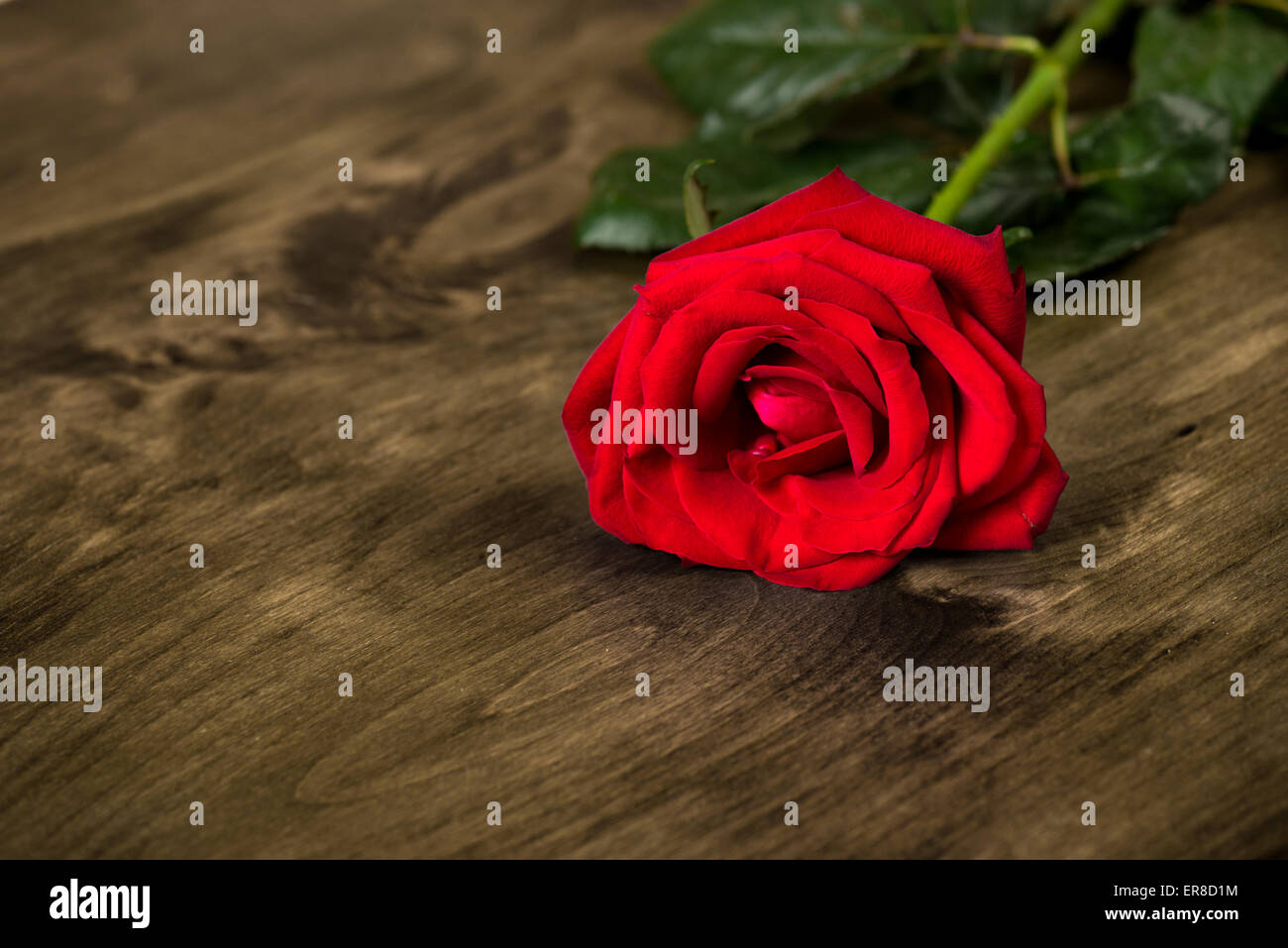 red rose on dark wood background Stock Photo - Alamy