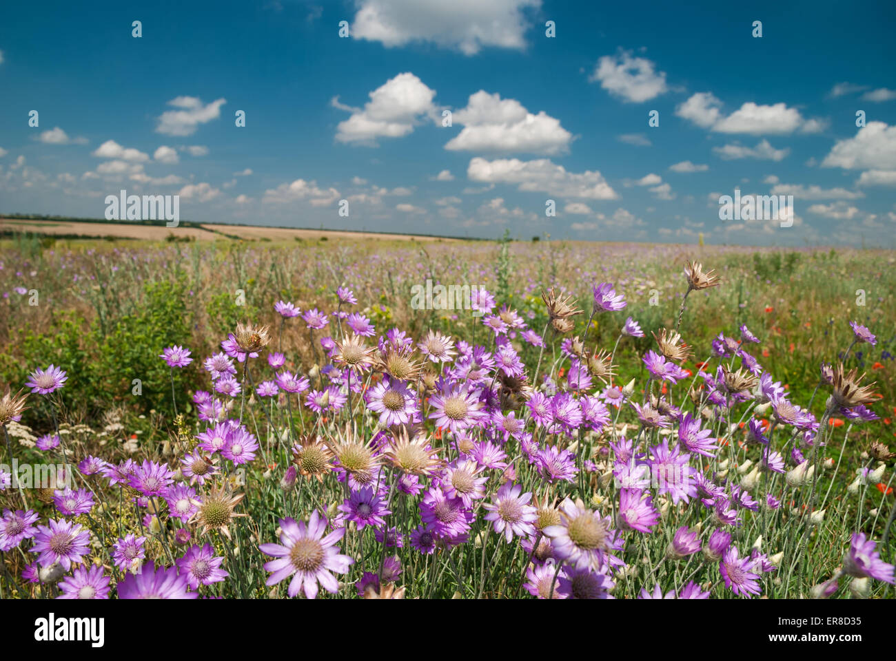 wild flowers on the plain Stock Photo - Alamy