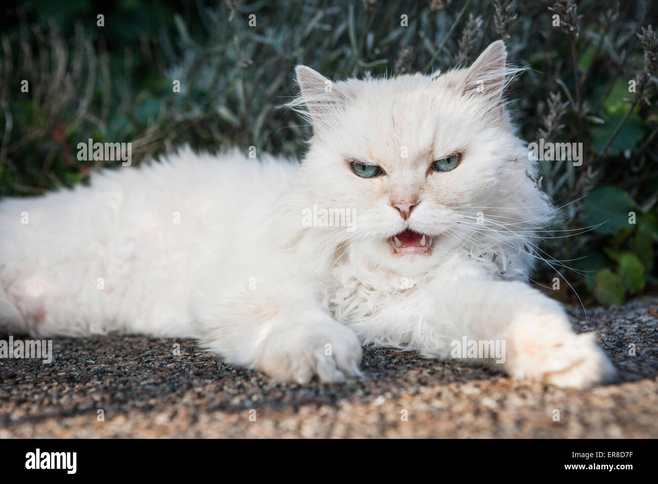 Snarling cat hi-res stock photography and images - Alamy