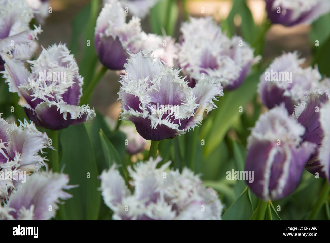 Particularly variety extraordinary colors of tulips Stock Photo - Alamy
