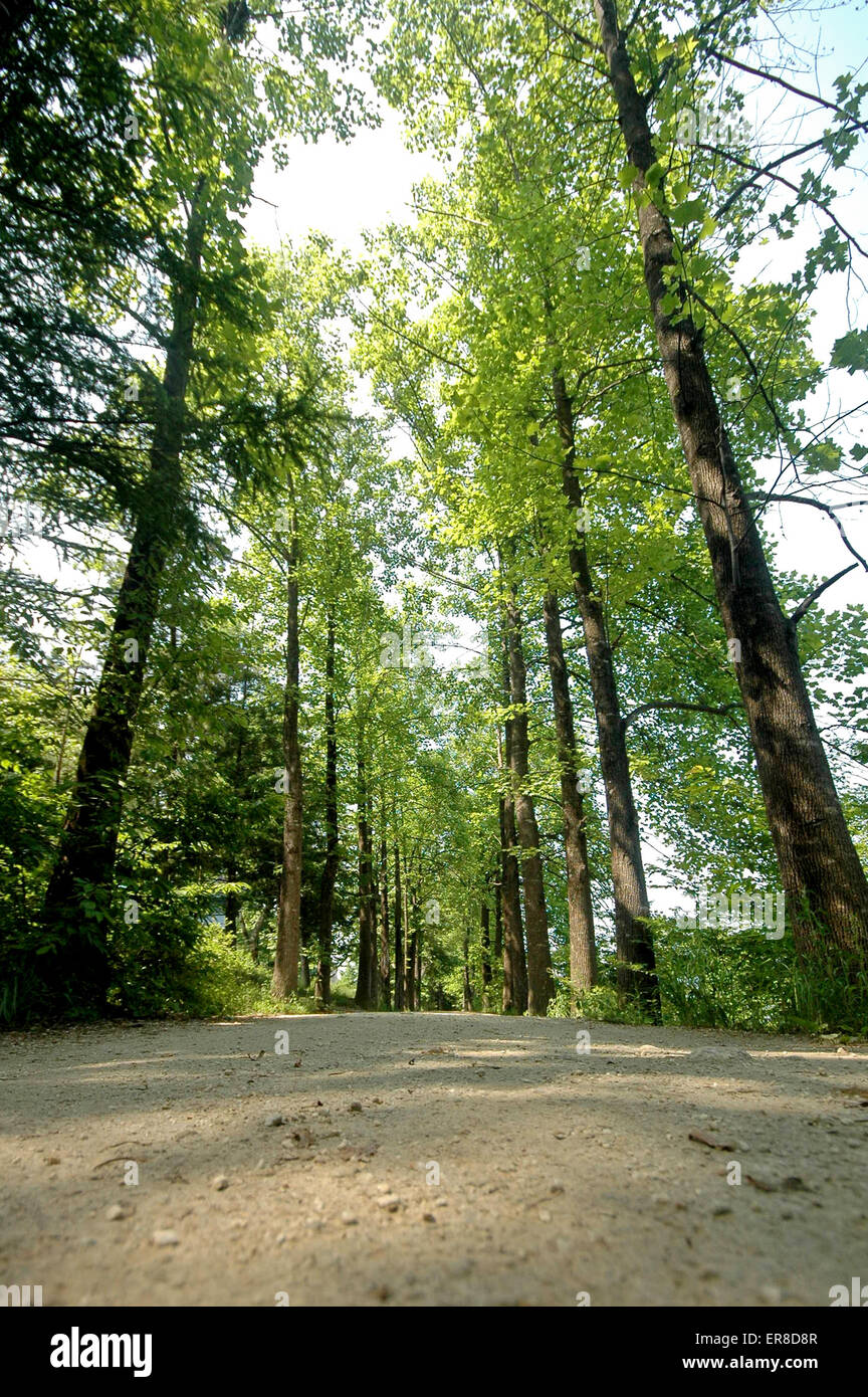 Romantic trees passage Stock Photo - Alamy