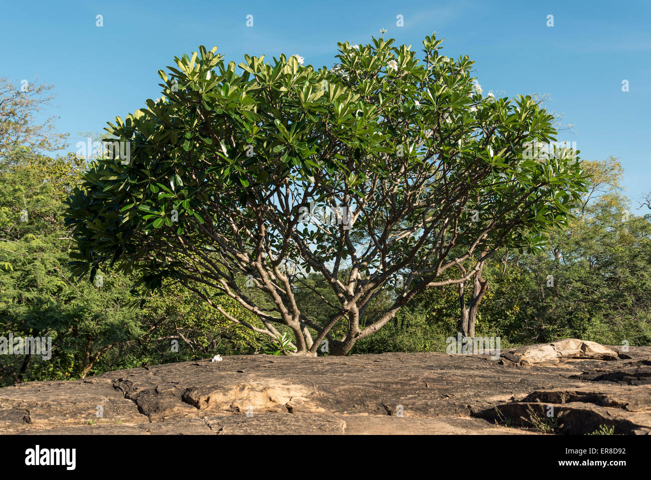 Flower Trees In Sri Lanka at Mackenzie Wardle blog