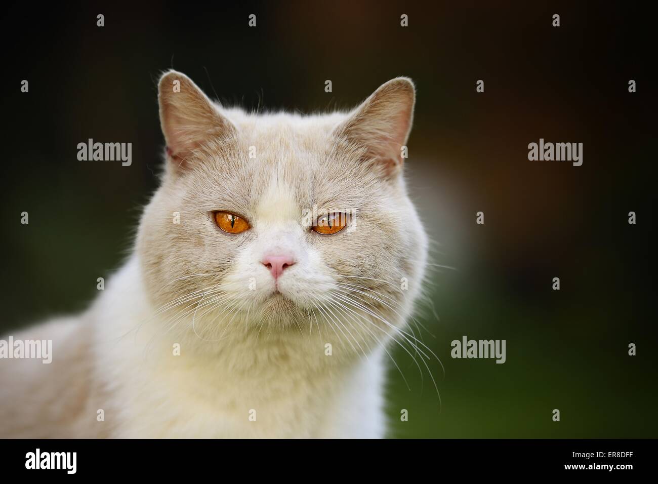British Shorthair portrait Stock Photo - Alamy