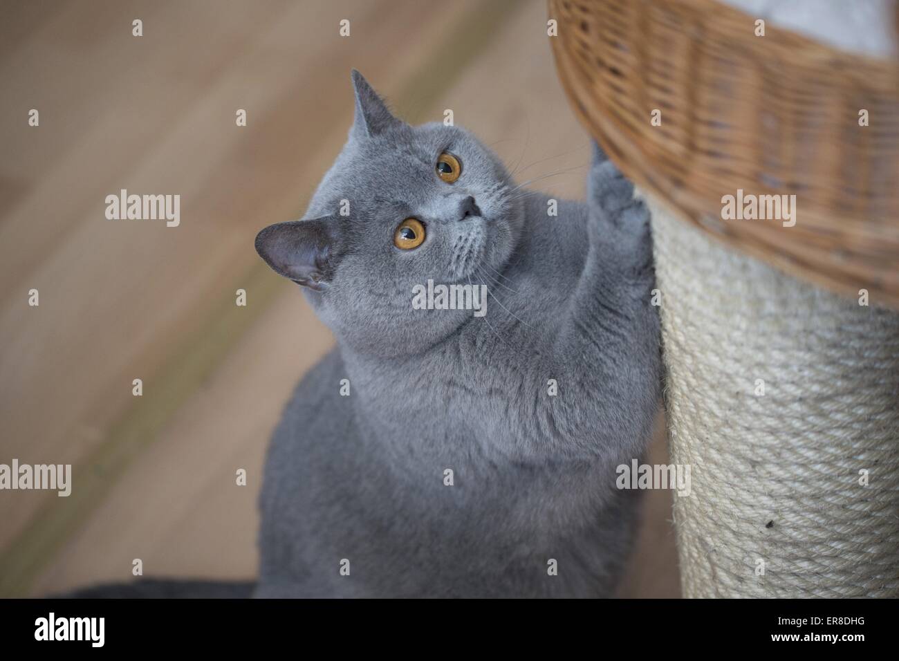 Sharpening claws at a tree hi-res stock photography and images - Alamy