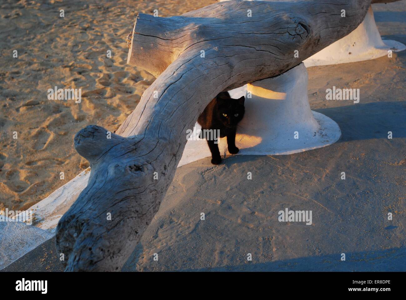Black cat hiding under a log Stock Photo - Alamy