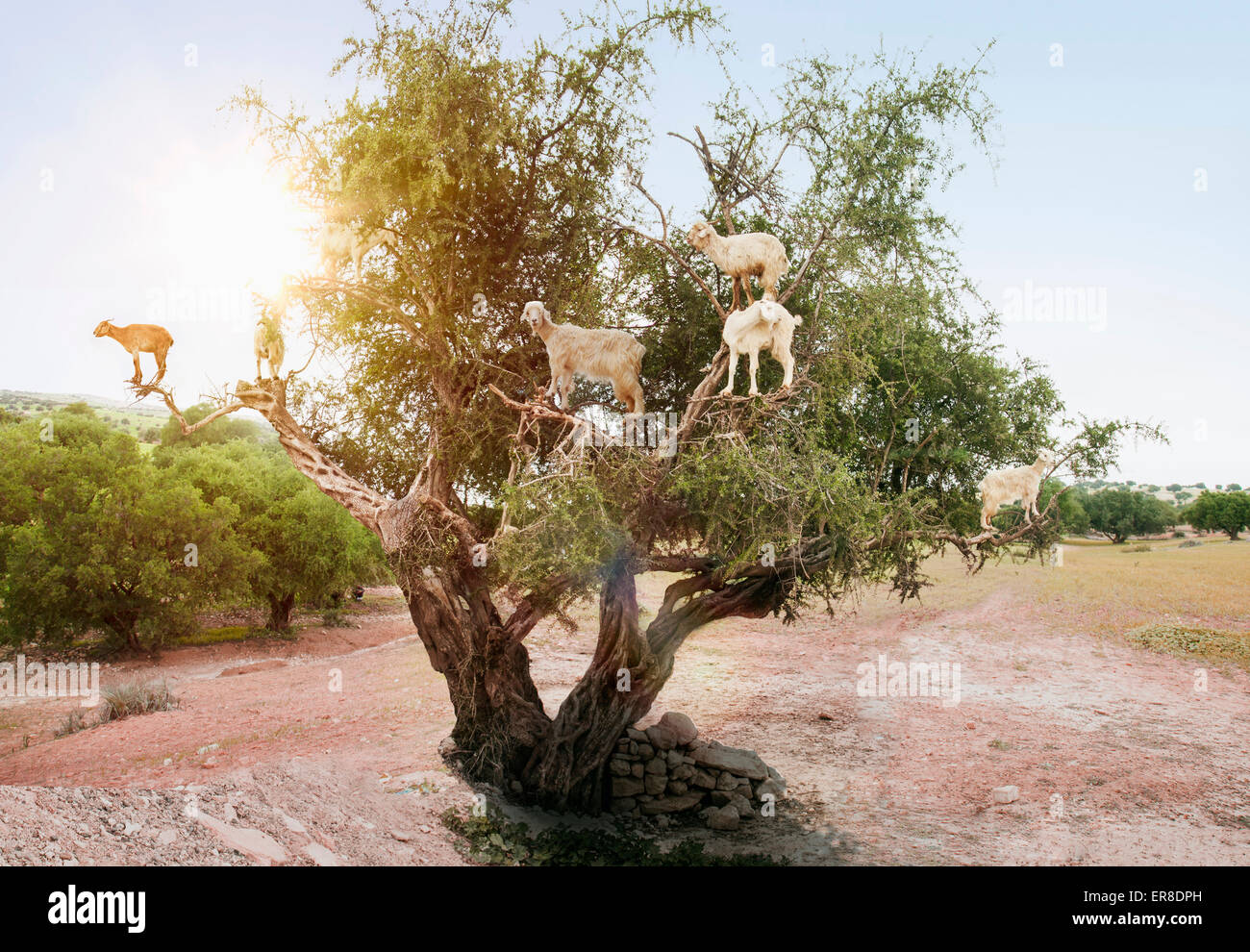 Flock of goats on tree branches Stock Photo - Alamy