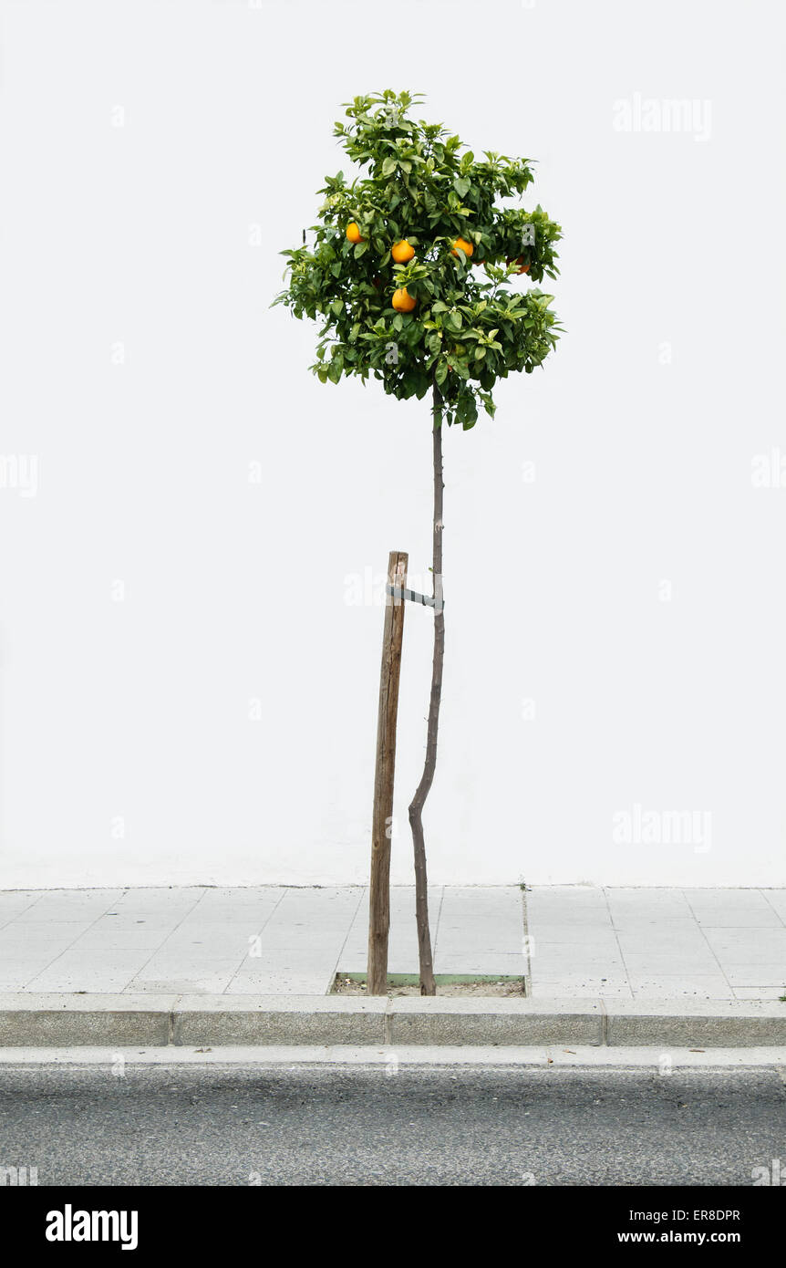 Lemon tree on sidewalk Stock Photo - Alamy