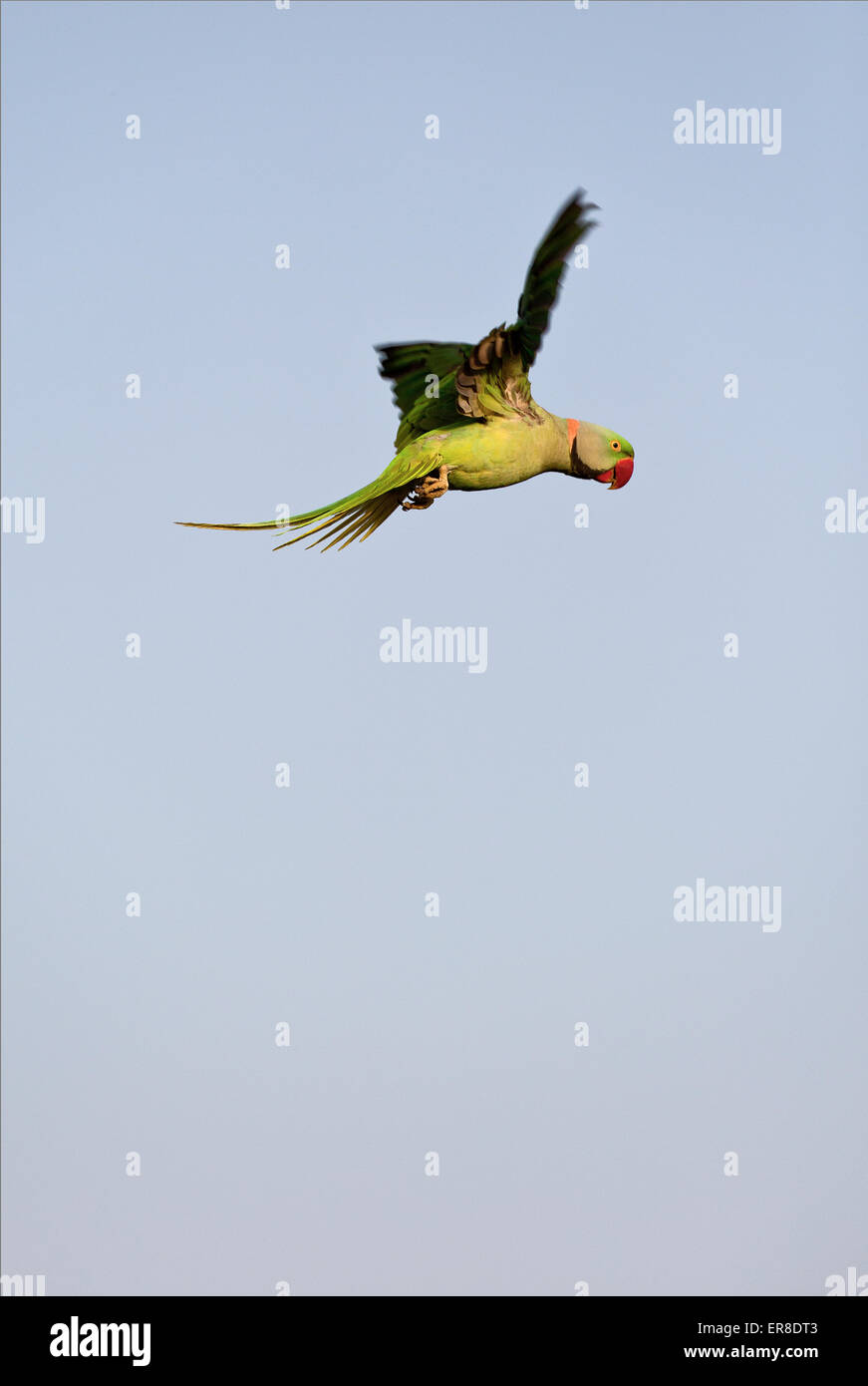 Parakeet flying hi-res stock photography and images - Alamy