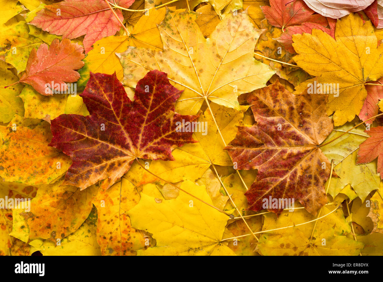 colorful autumn maple leaves as background Stock Photo - Alamy