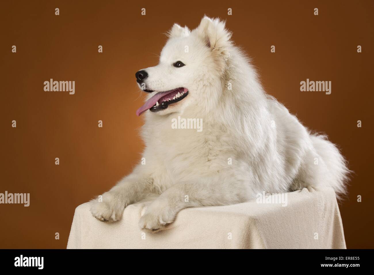 Samoyed side High Resolution Stock Photography and Images - Alamy