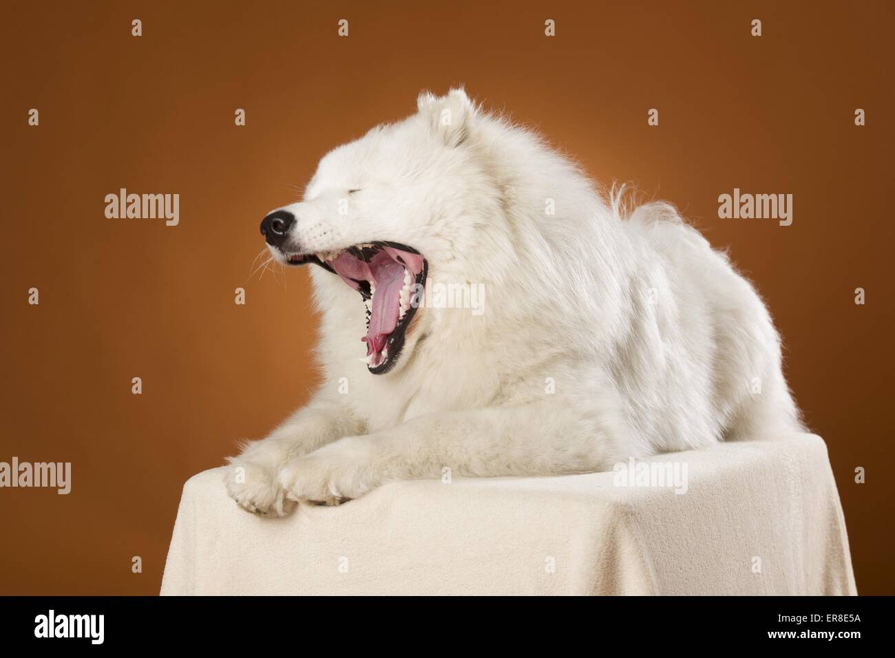 Lying samoyed hi-res stock photography and images - Alamy