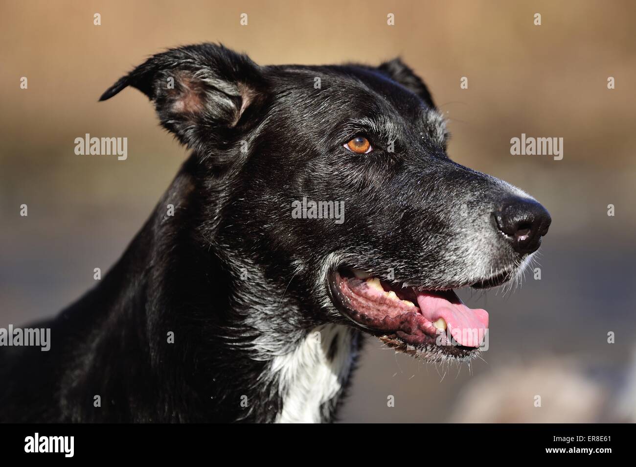 White old cross bred mongrel hi-res stock photography and images - Alamy