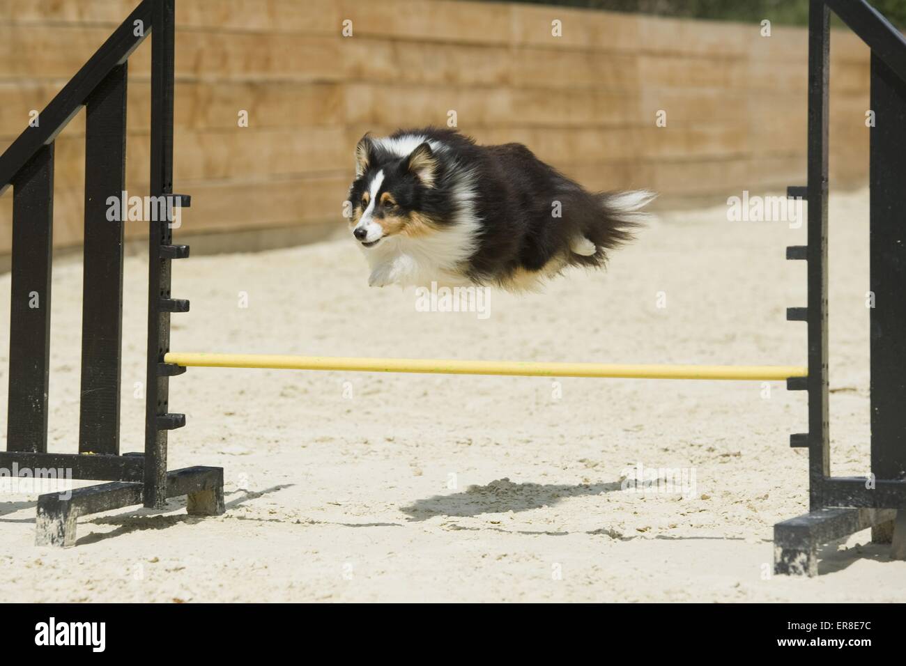 jumping Shetland Sheepdog Stock Photo - Alamy