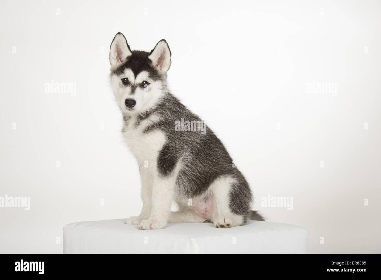 White siberian husky side view hi-res stock photography and images - Alamy