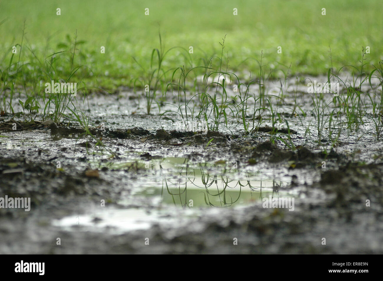 planting new tree in muddy soil Stock Photo - Alamy