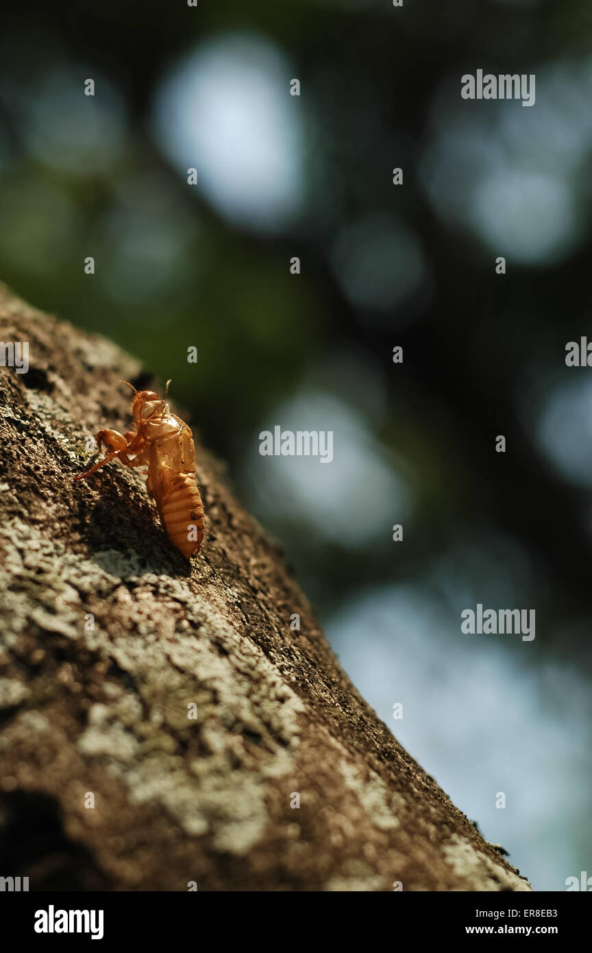 Cricket life cycle hi-res stock photography and images - Alamy