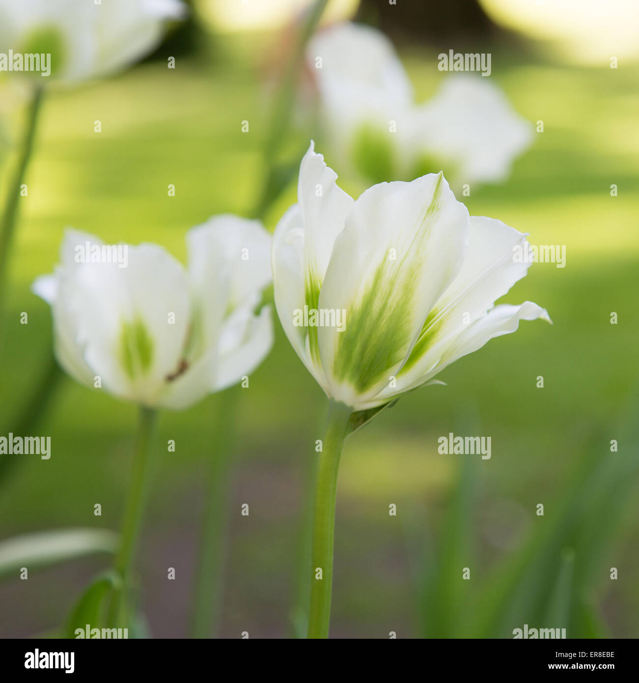 Particularly variety extraordinary colors of tulips Stock Photo - Alamy