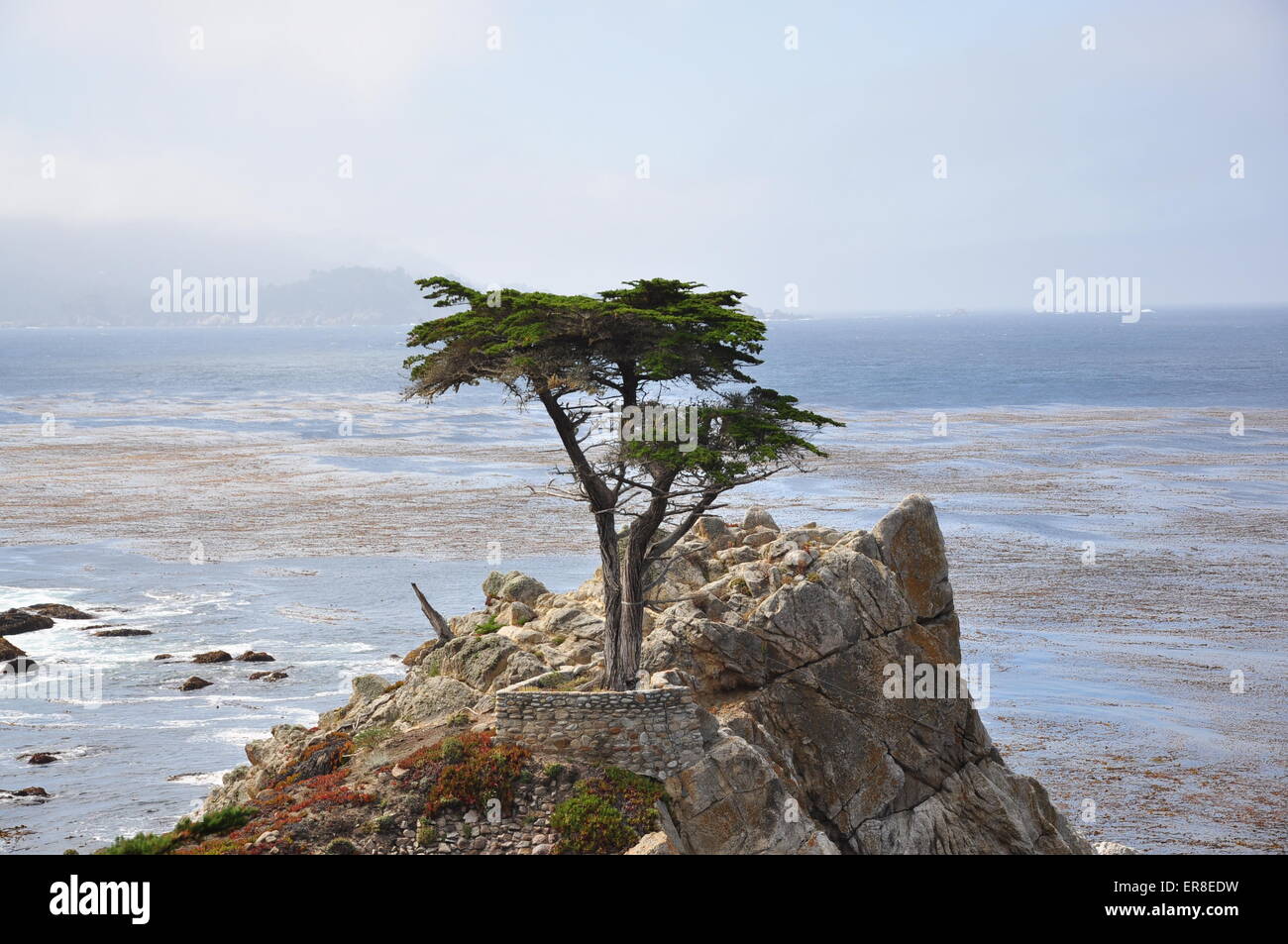 Tree on a rock in the water Stock Photo - Alamy