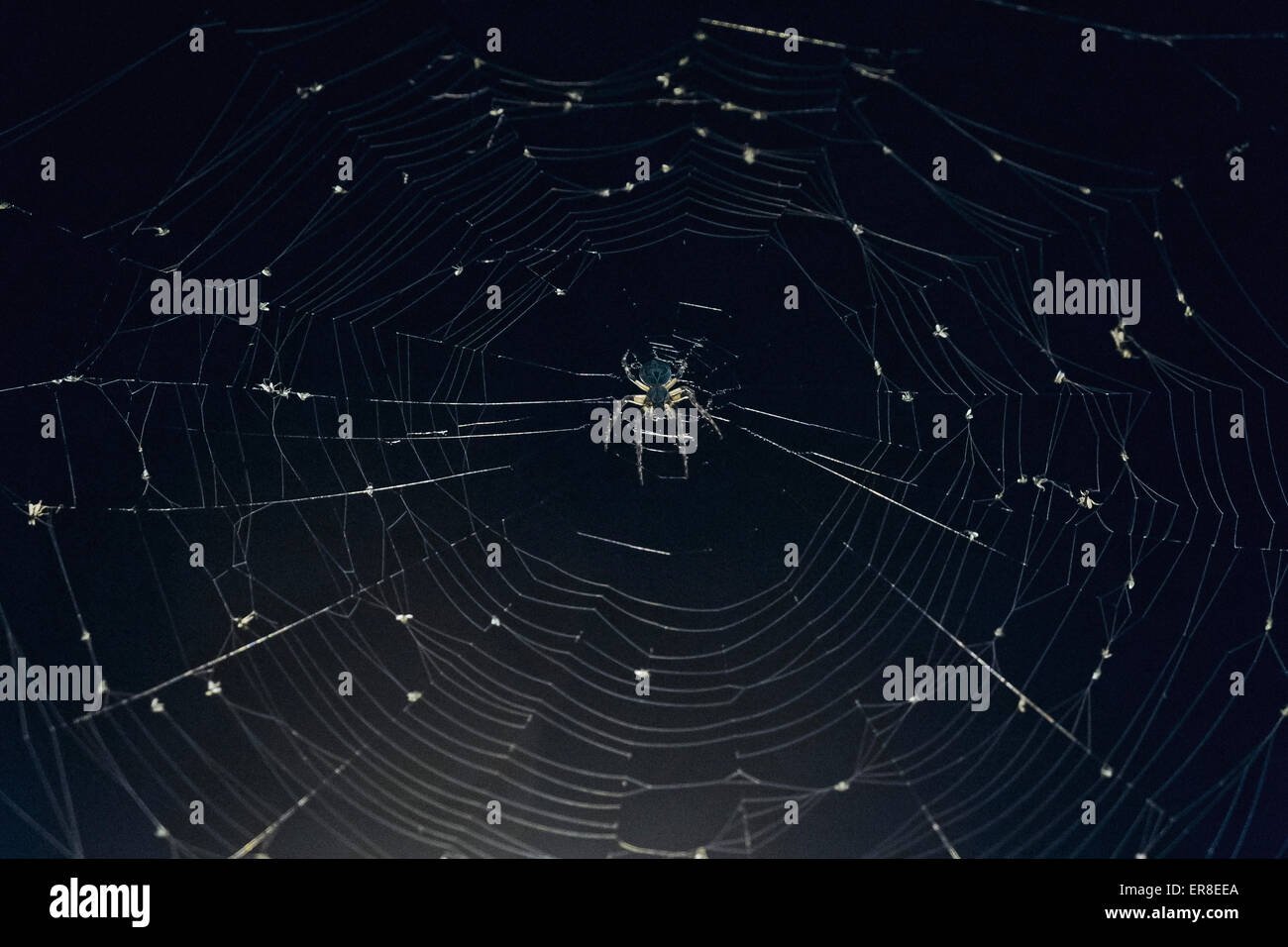 Close-up of spider on web Stock Photo - Alamy