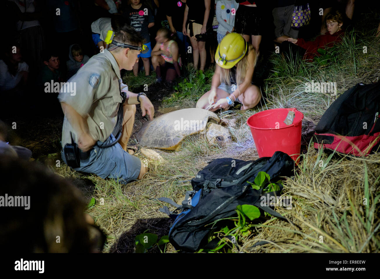 Turtle Encounter at Mon Repos Beach Stock Photo - Alamy