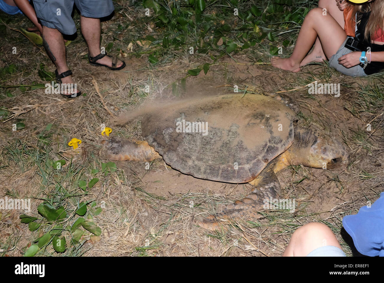 Turtle Encounter at Mon Repos Beach Stock Photo - Alamy