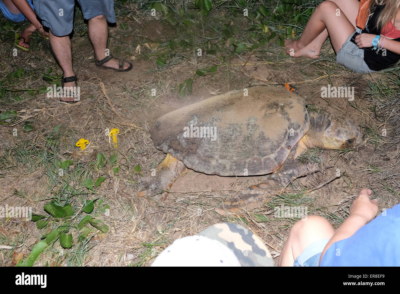 Turtle Encounter at Mon Repos Beach Stock Photo - Alamy
