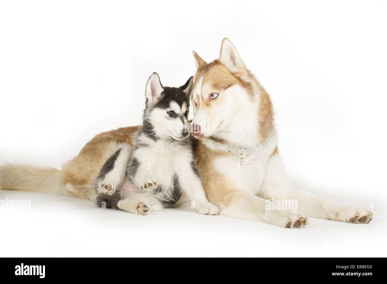 White siberian husky side view Cut Out Stock Images & Pictures - Alamy