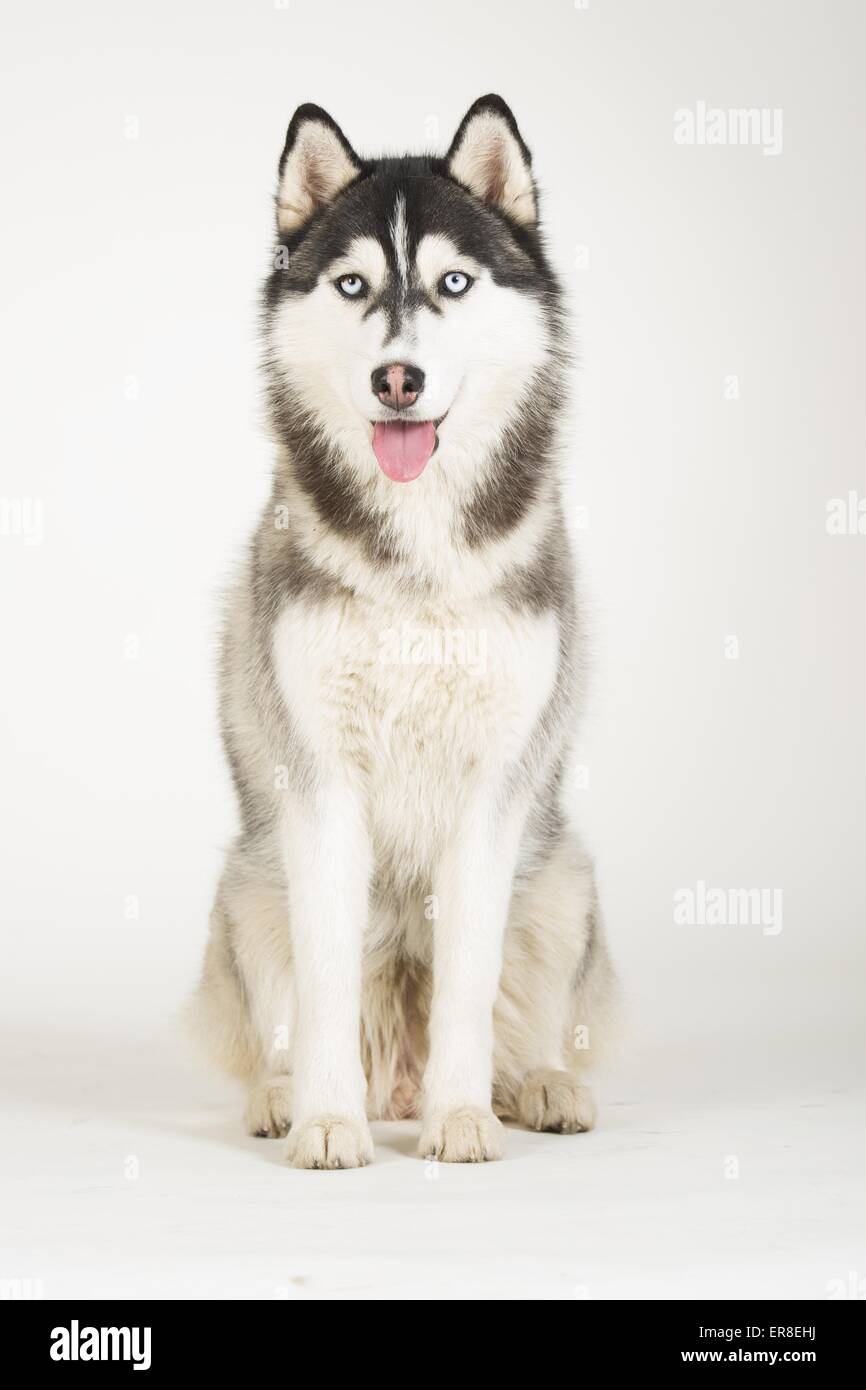 Siberian Husky Portrait Stock Photo - Alamy