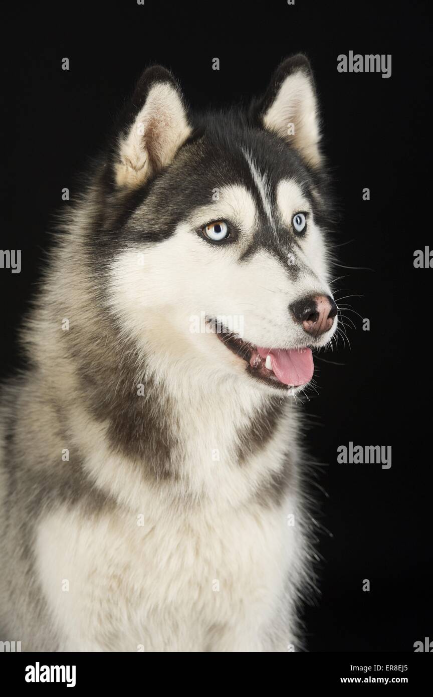 Siberian Husky Portrait Stock Photo - Alamy
