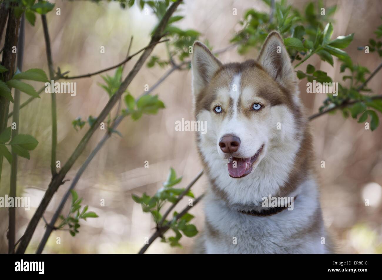 Siberian Husky Portrait Stock Photo - Alamy