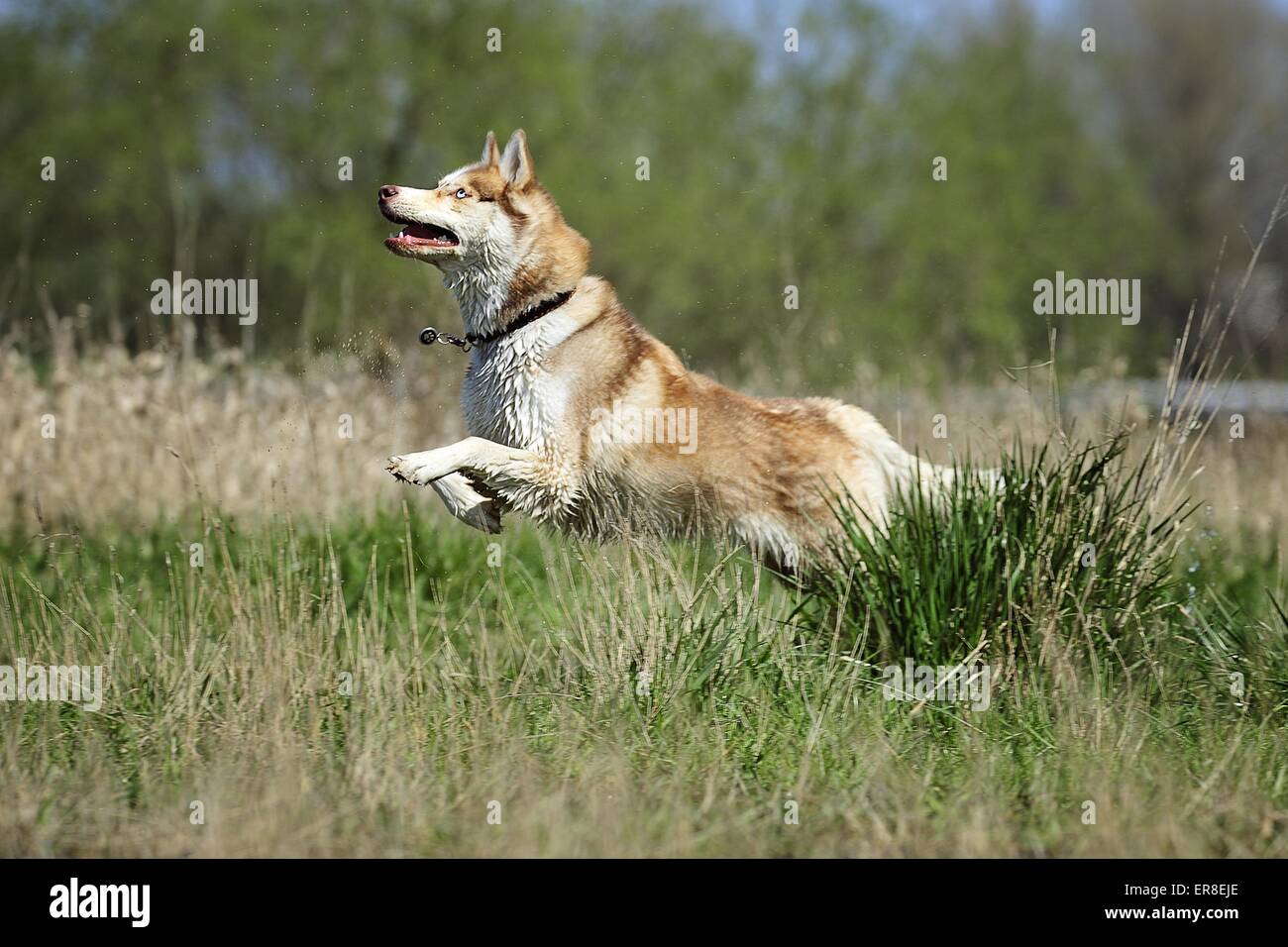 running Siberian Husky Stock Photo - Alamy
