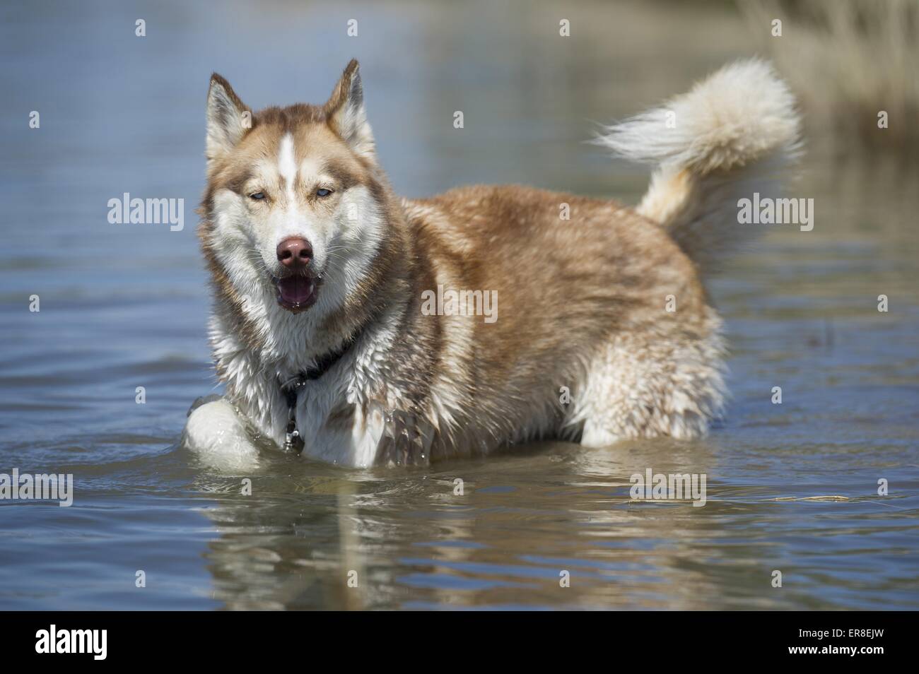 bathing Siberian Husky Stock Photo - Alamy