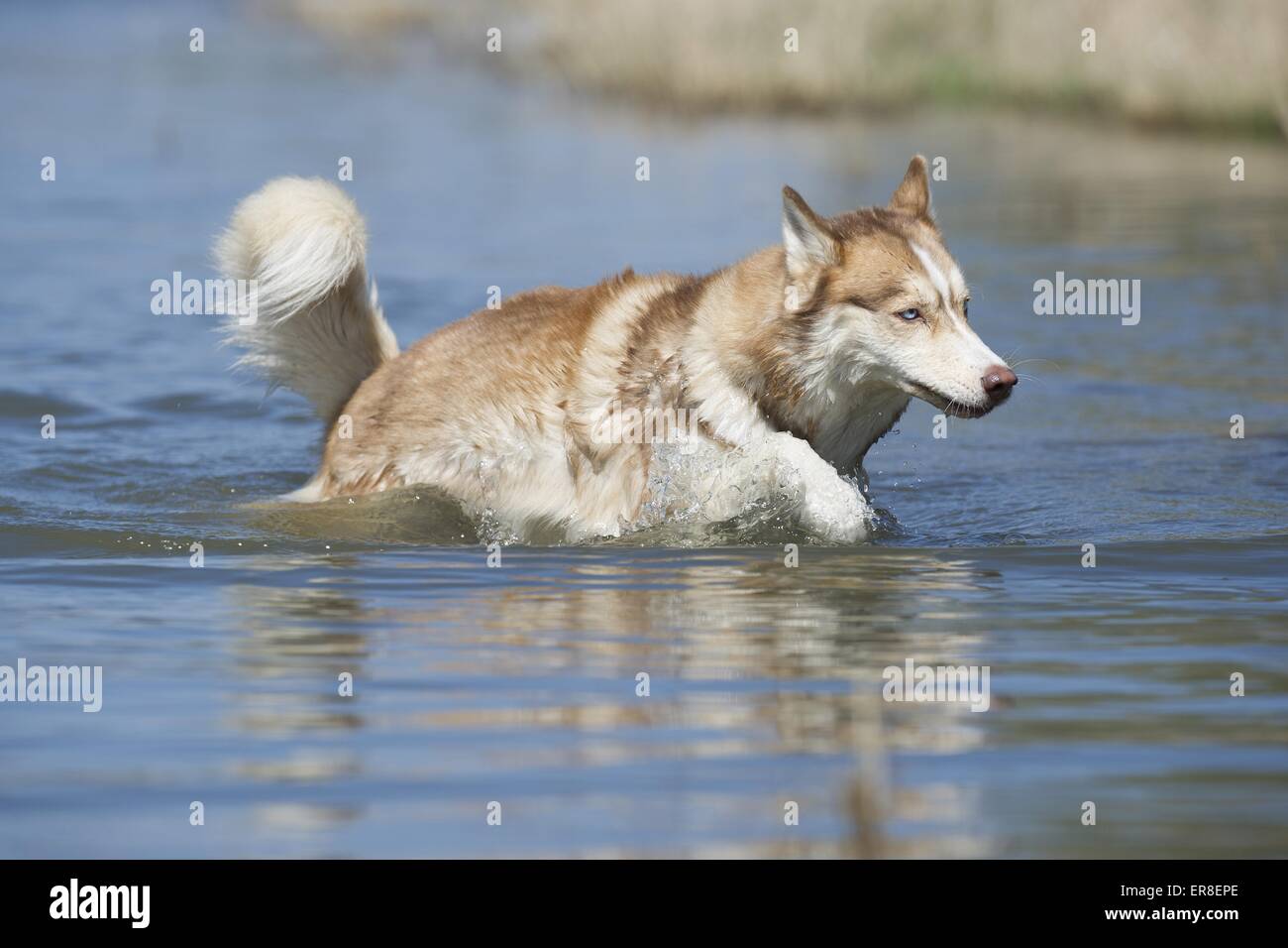 bathing Siberian Husky Stock Photo - Alamy