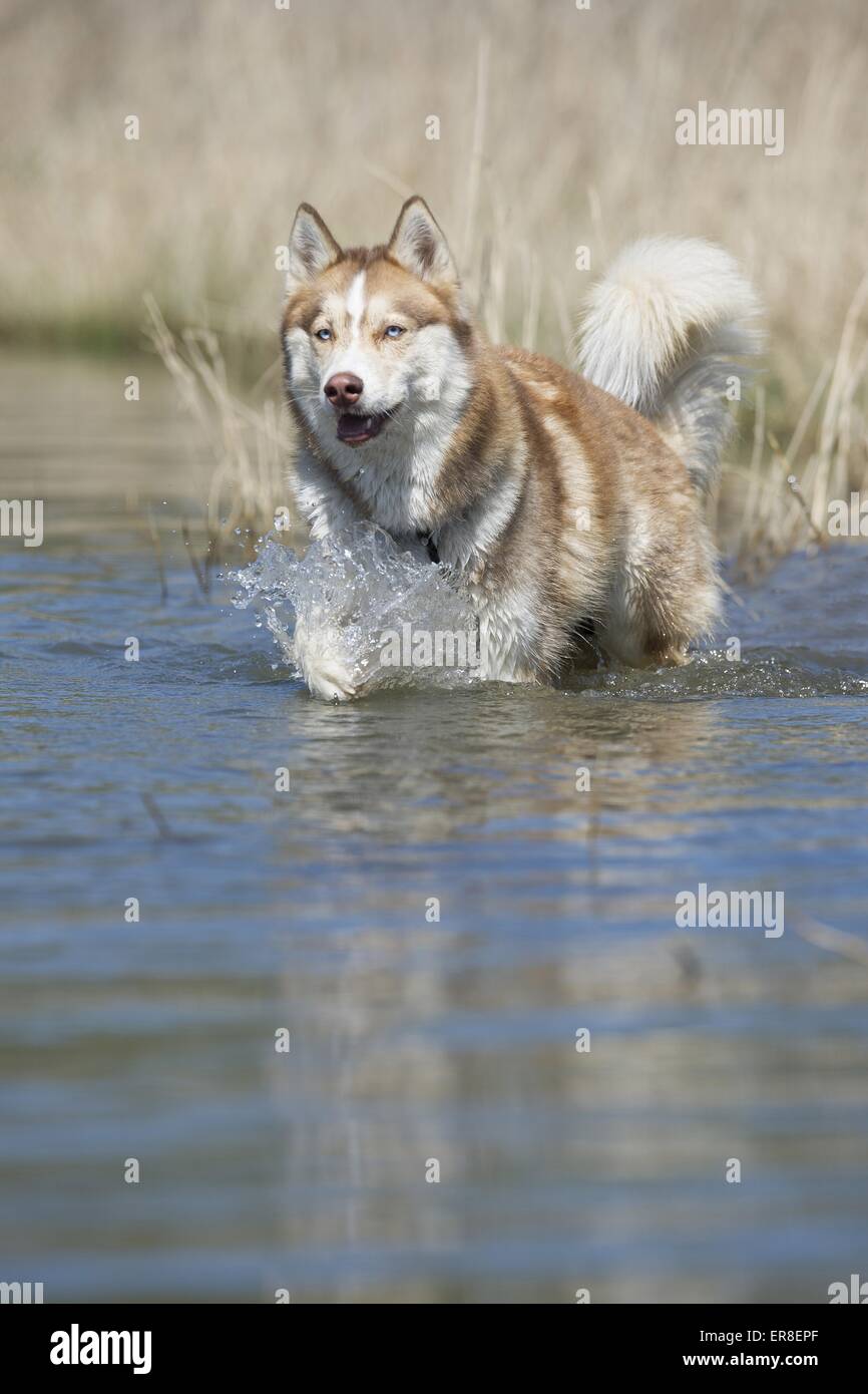 walking Siberian Husky Stock Photo - Alamy