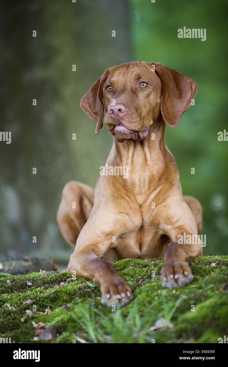 shorthaired Magyar Vizsla Stock Photo - Alamy