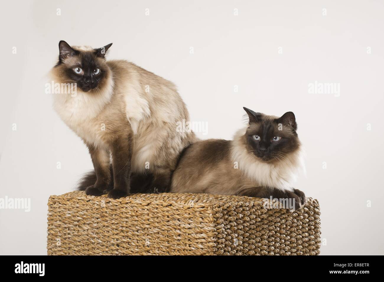 Two long hair ragdoll cats hi-res stock photography and images - Alamy